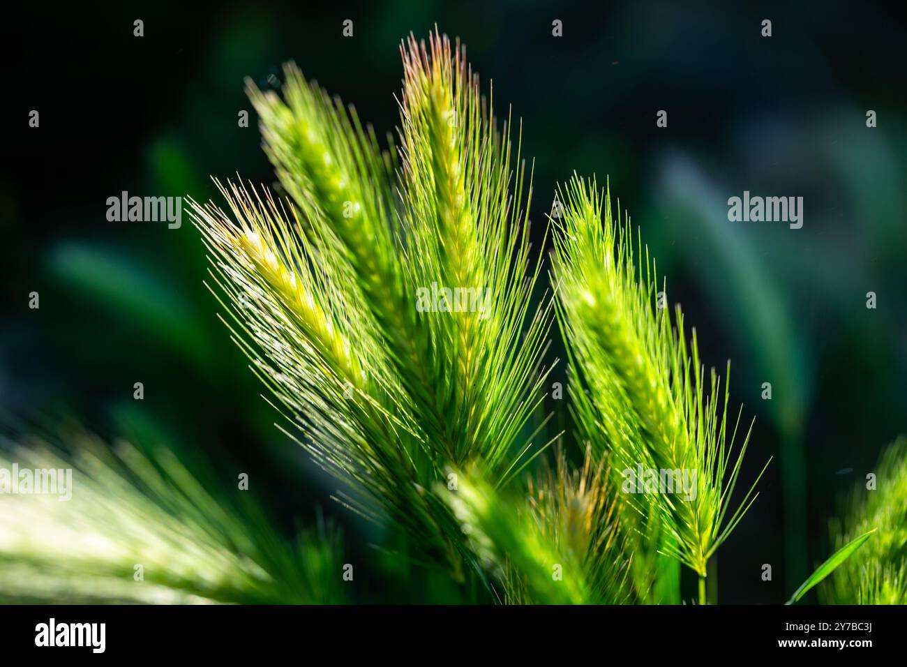 Hordeum murinum is a species of flowering plant in the grass family ...