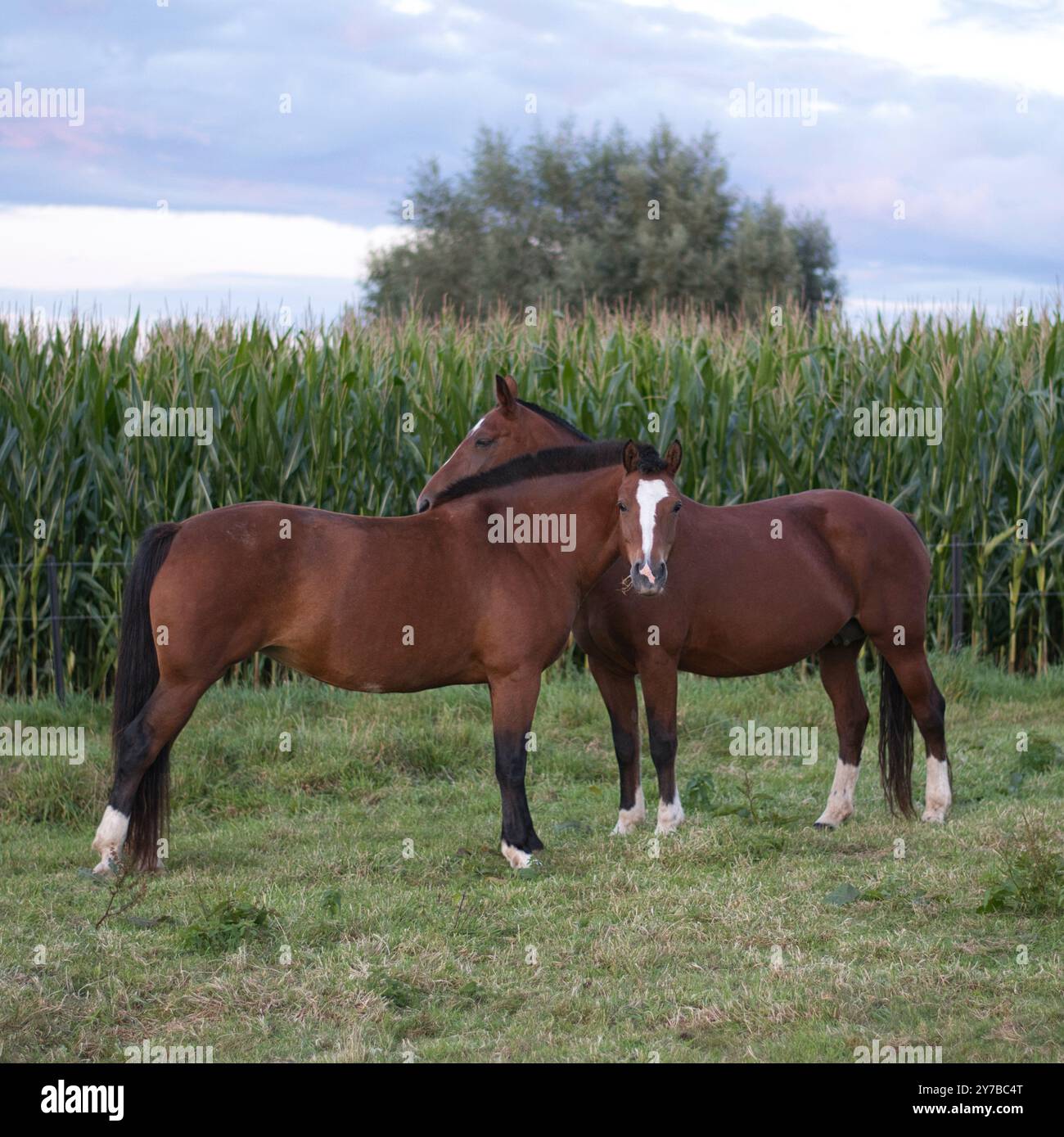 Freiberger horse hi-res stock photography and images - Alamy