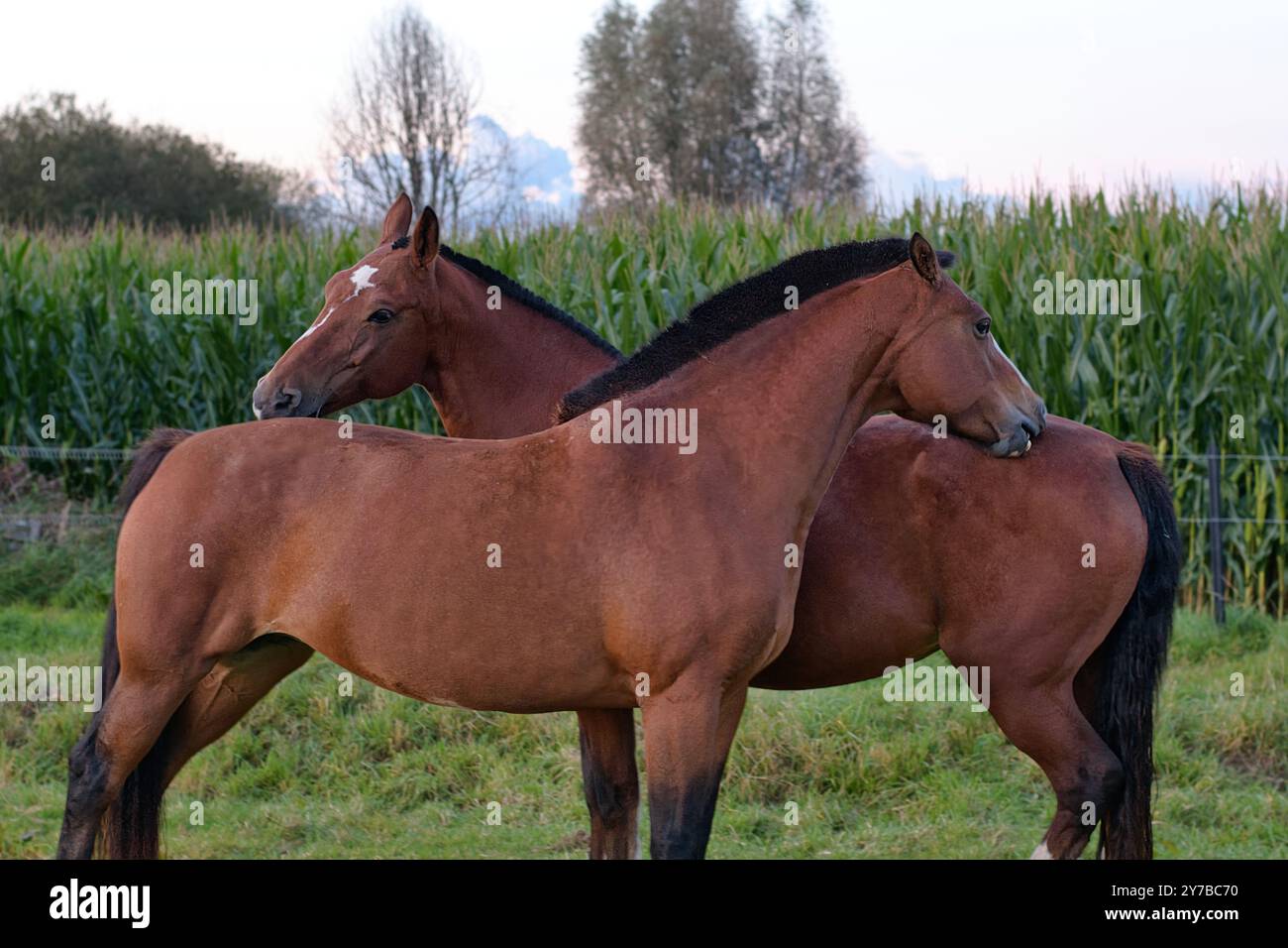 Freiberger horse hi-res stock photography and images - Alamy