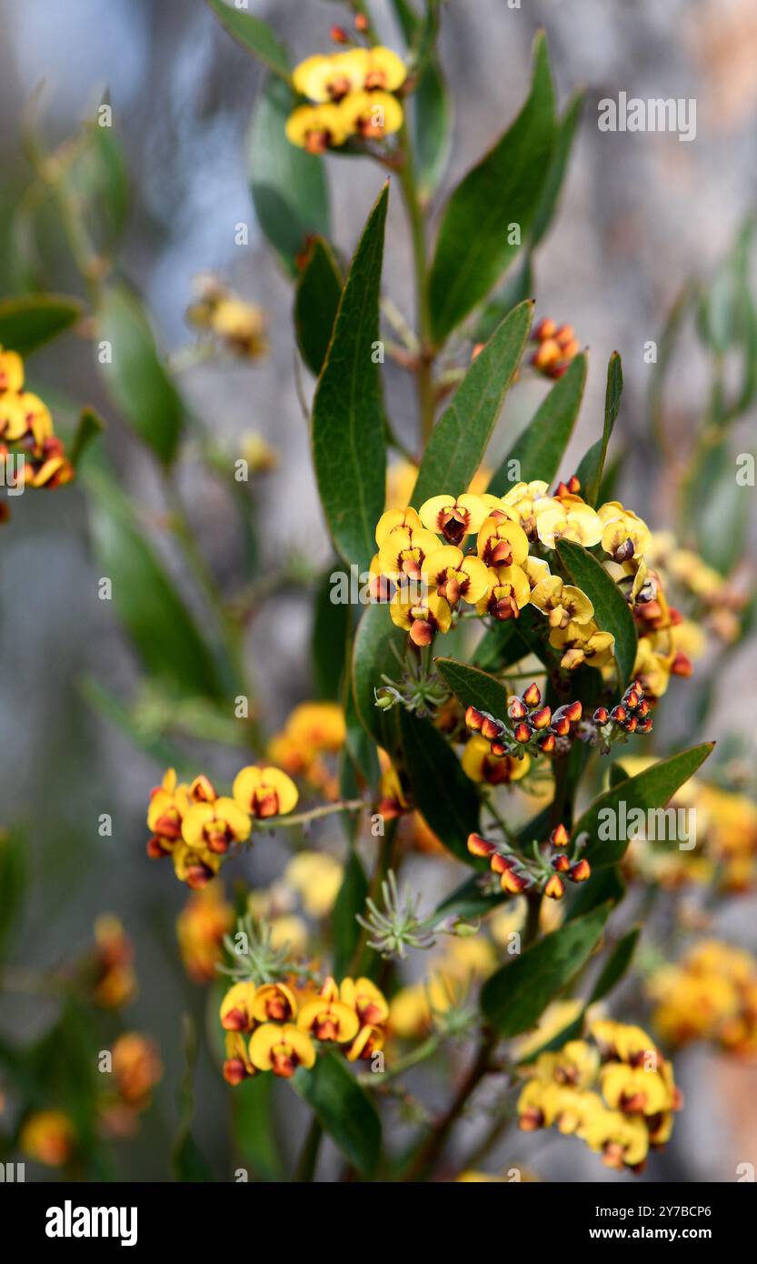 Yellow and red flowers of Australian native Narrow Leaf Bitter Pea ...