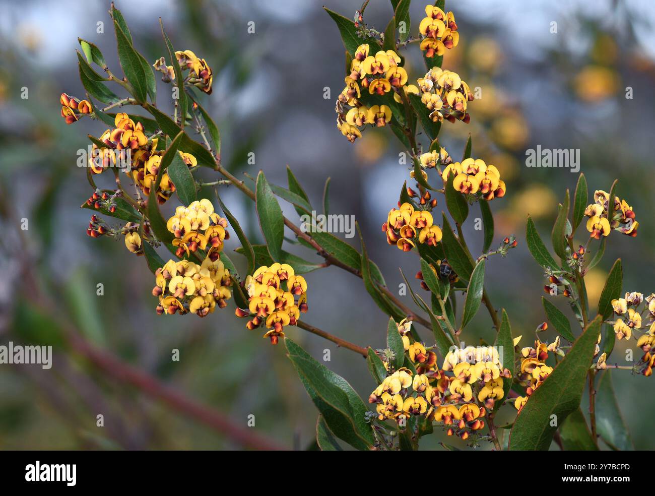 Yellow and red flowers of Australian native Narrow Leaf Bitter Pea ...
