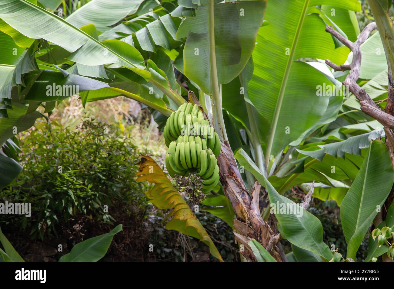 Bananas growing on the hillside small farms on the Portuguese island of ...