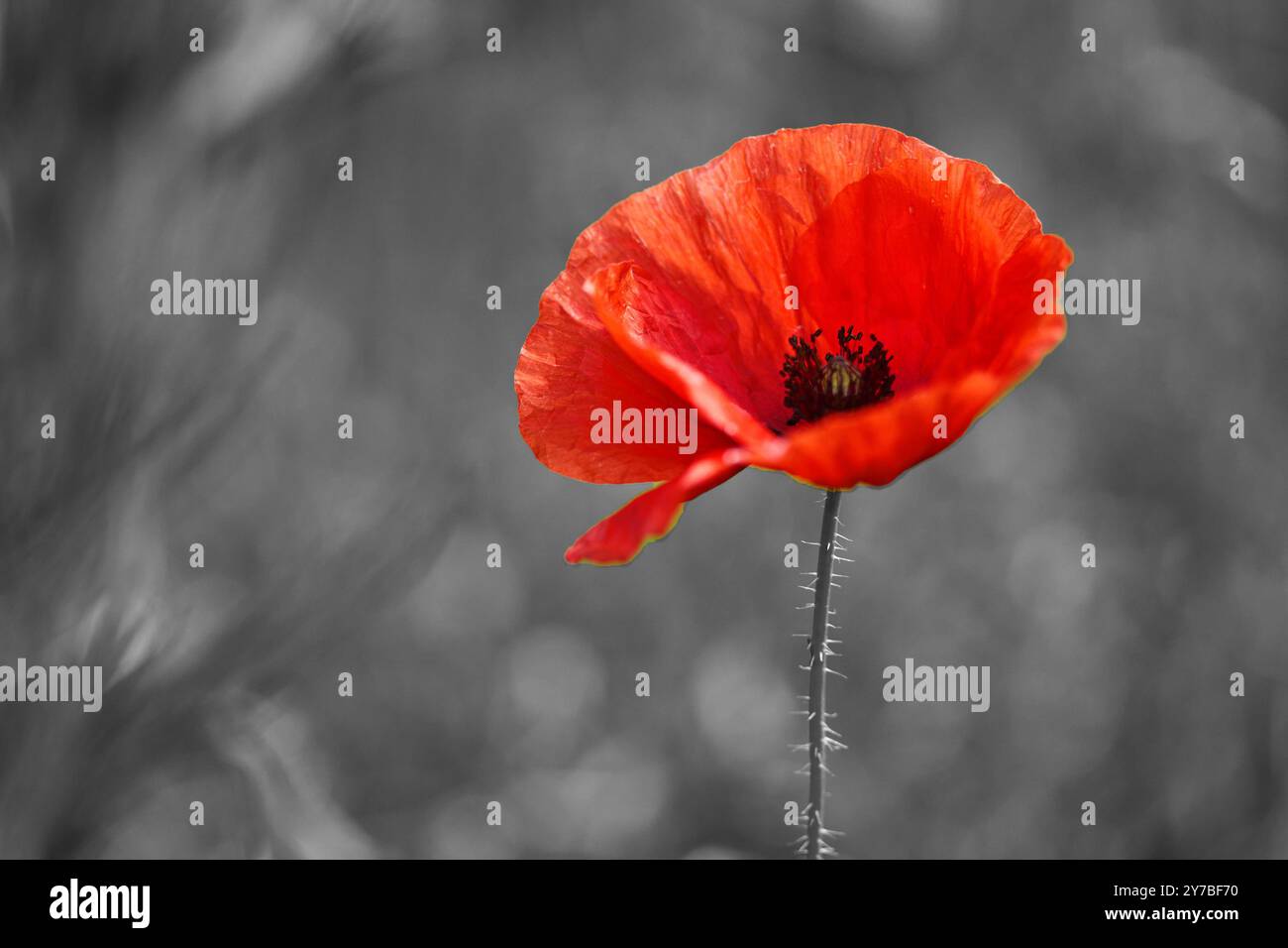 World War remembrance day. Red poppy is symbol of remembrance to those ...