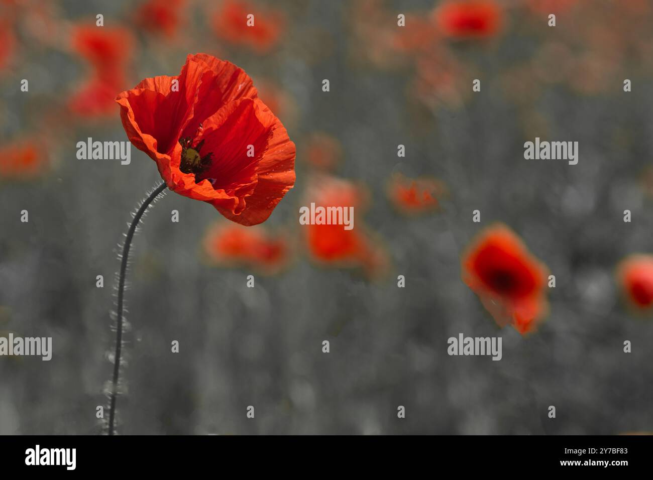 World War remembrance day. Red poppy is symbol of remembrance to those ...