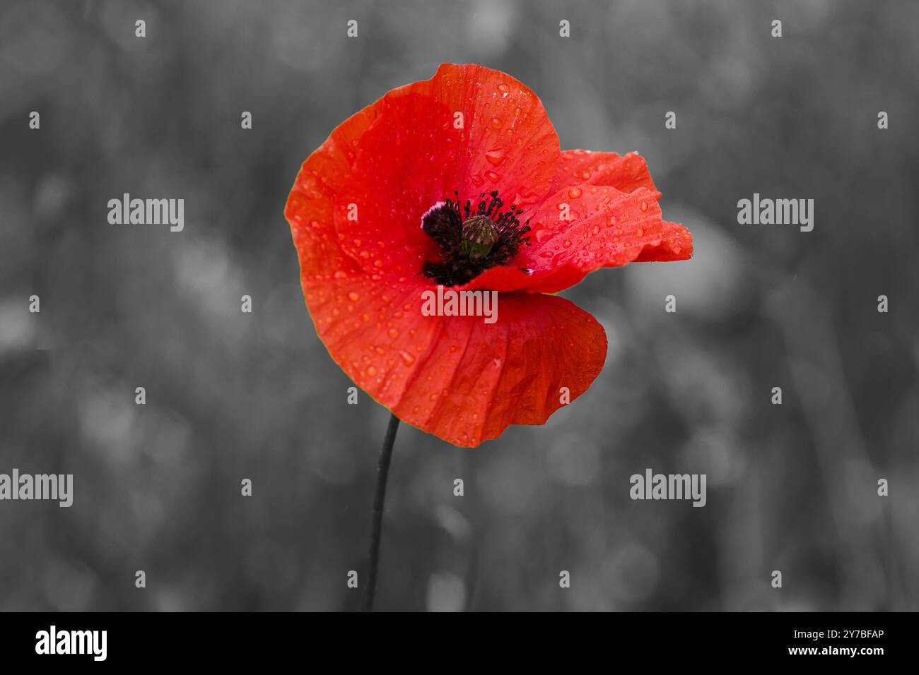 World War remembrance day. Red poppy is symbol of remembrance to those ...