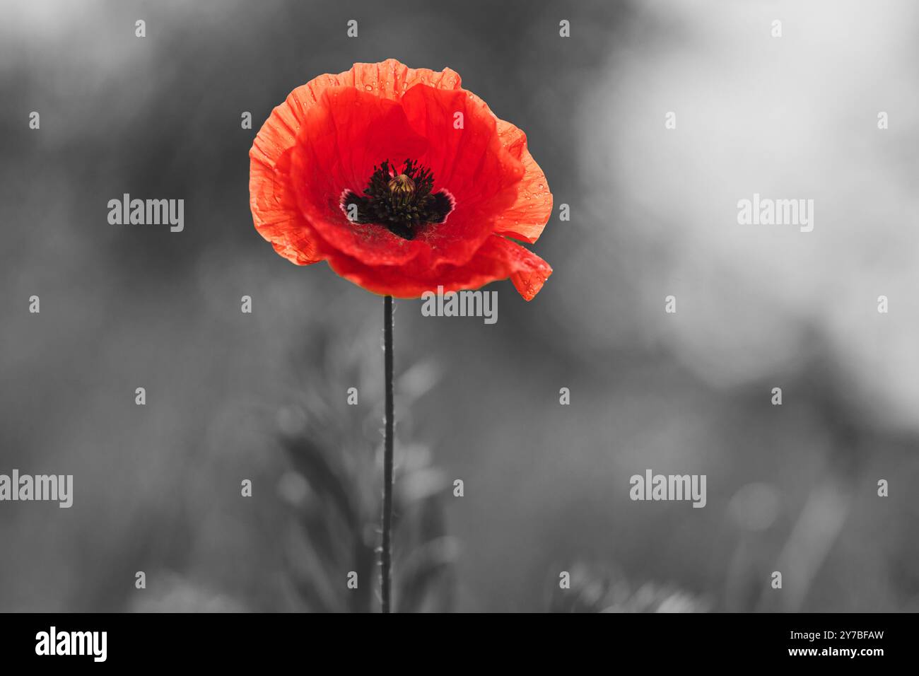 World War remembrance day. Red poppy is symbol of remembrance to those ...