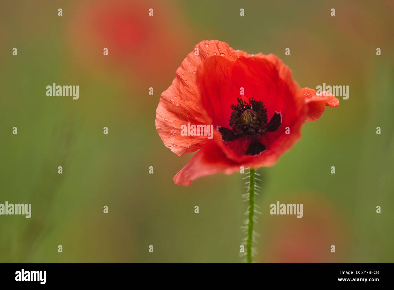 World War remembrance day. Single Red Poppy with a blurred green ...