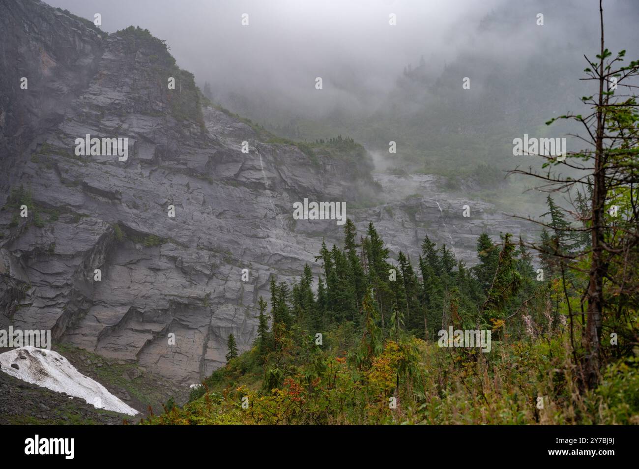 Misty mountain landscape with dense coniferous forest and rugged rock ...