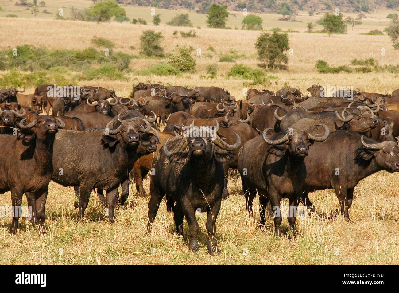 Narus valley hi-res stock photography and images - Alamy