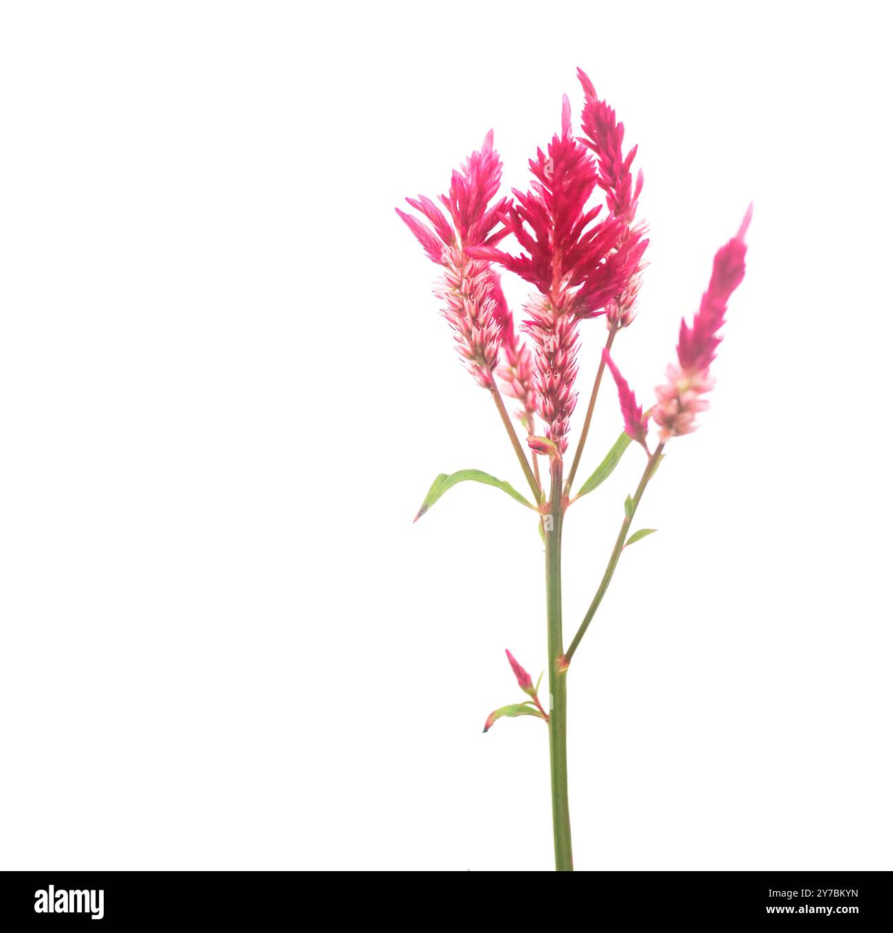 A cut-out image of a red cockscomb or Celosia flower with detailed ...