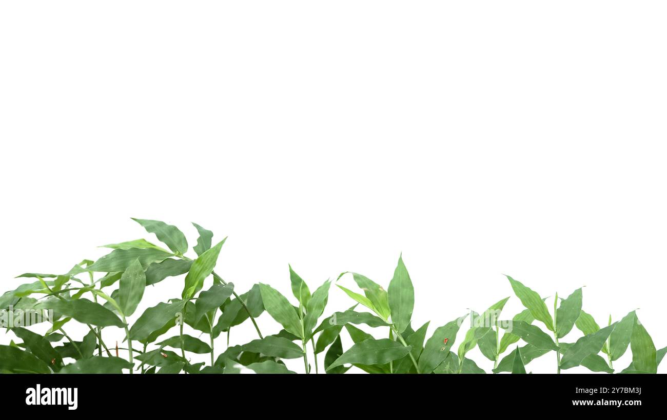 A cut-out of a clump of green tall grass on a white background with ...