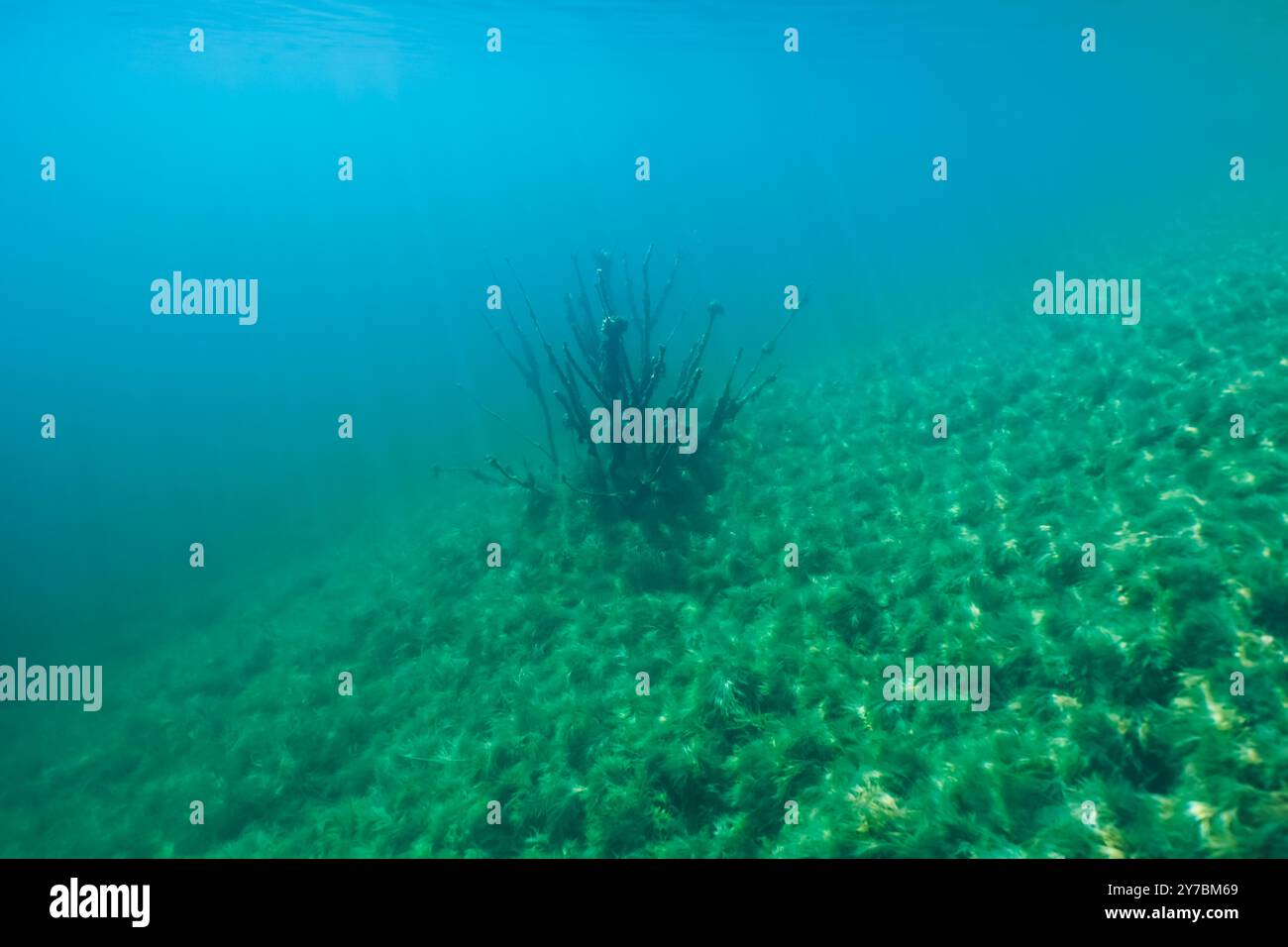 Underwater photography of a dead tree at the bottom of the Rummu quarry ...