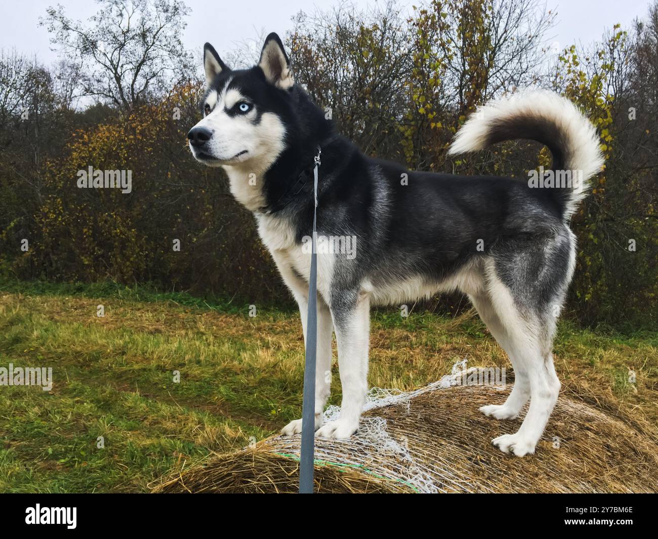 Young husky different colored hi-res stock photography and images - Alamy