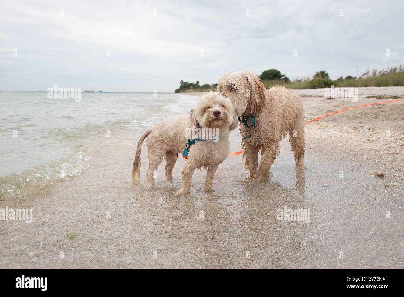 Havapoo and cockapoo standing in the shallow ocean, Florida, USA Stock ...