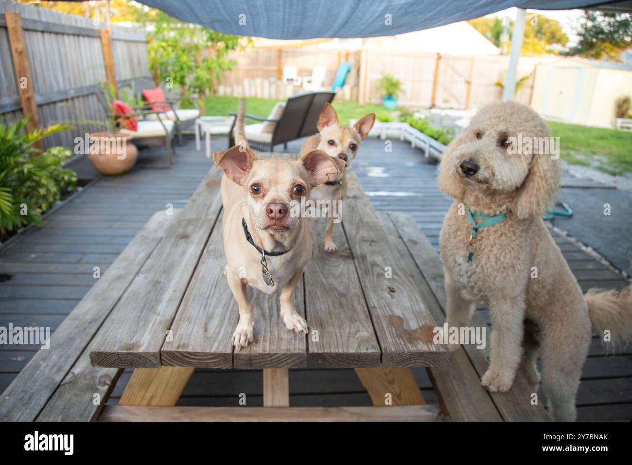 Chihuahua Rat Terrier mix, Cheadle and labradoodle on a garden table ...