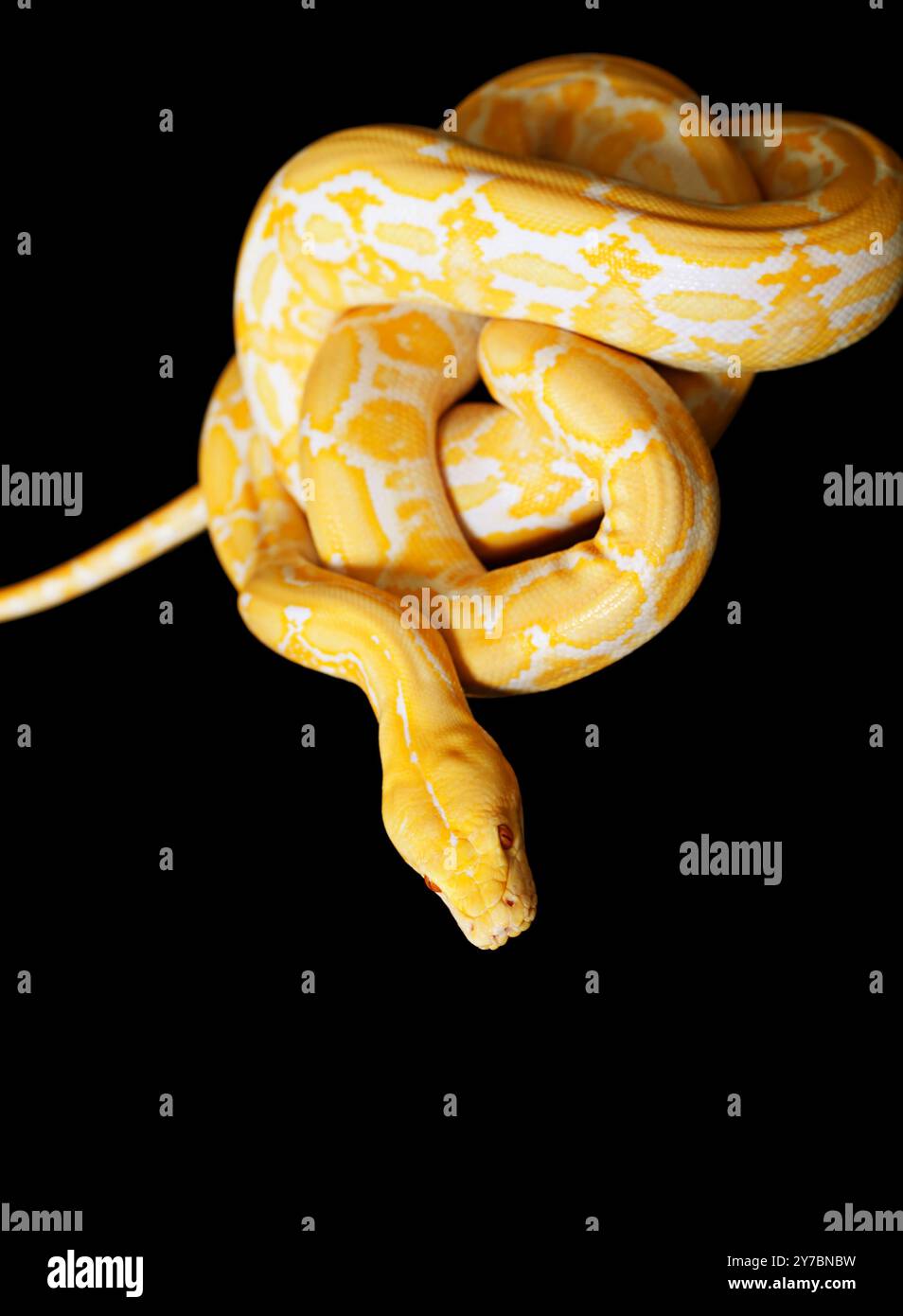 Tiger albino python isolated hi-res stock photography and images - Alamy