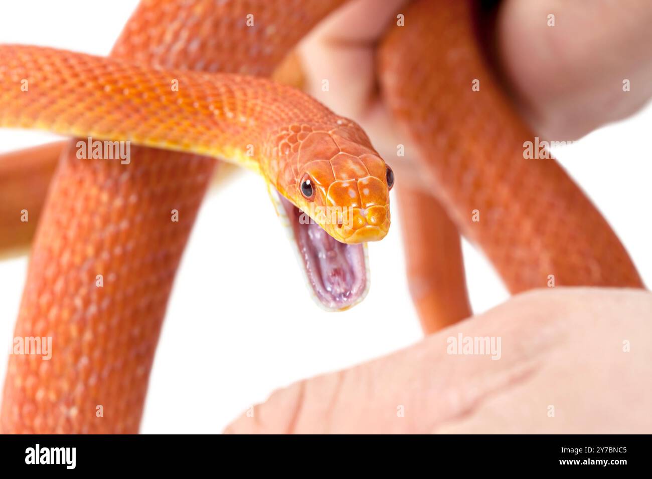 Snake biting the hand of a man. Selective focus on the snake head Stock ...