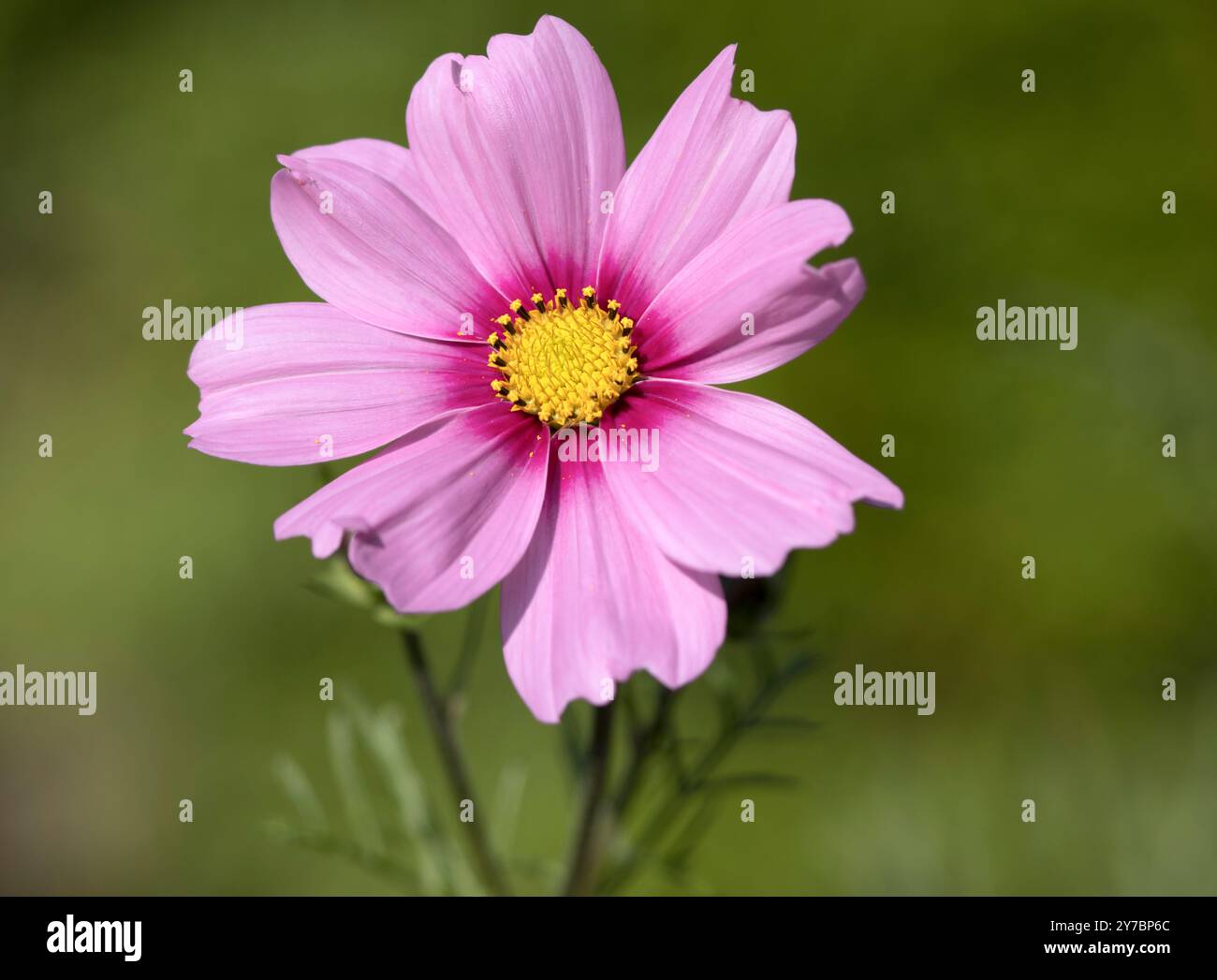 Pink Cosmos Daisy Stock Photo - Alamy