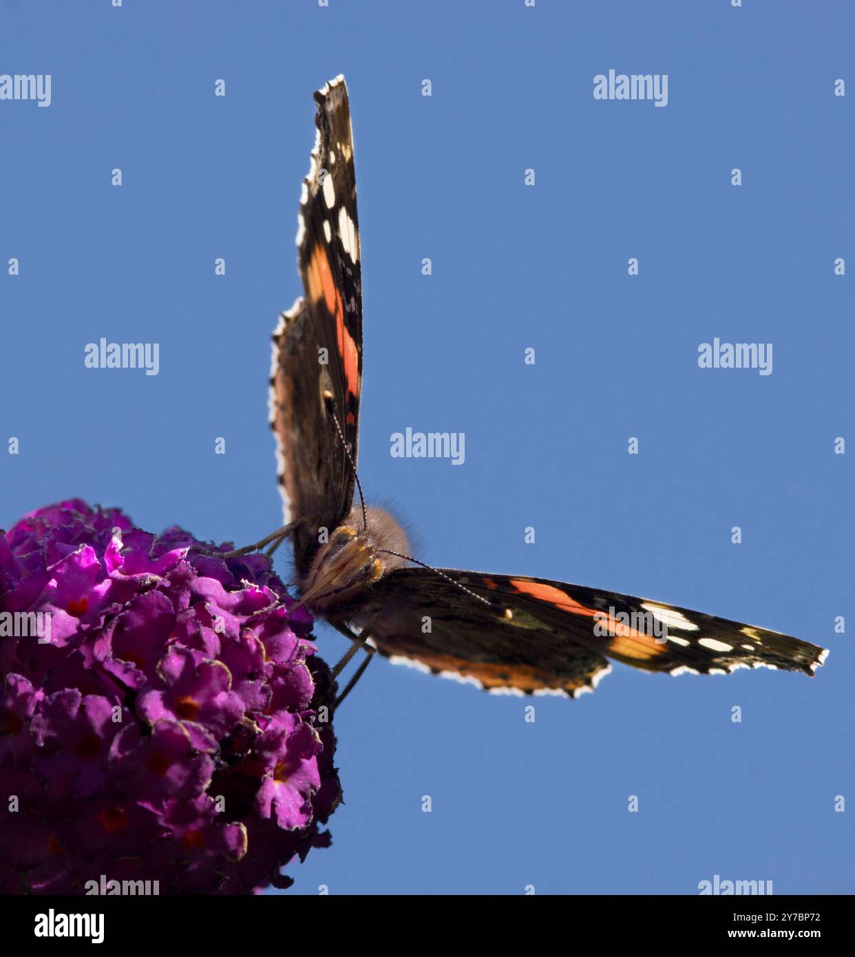 Red Admiral Butterfly Close Up of Face Stock Photo - Alamy