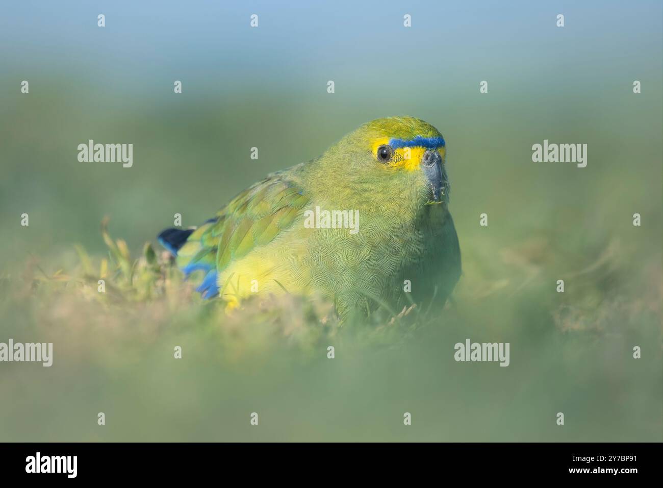 A wild blue-winged parrot (Neophema chrysostoma) feeding in grass ...