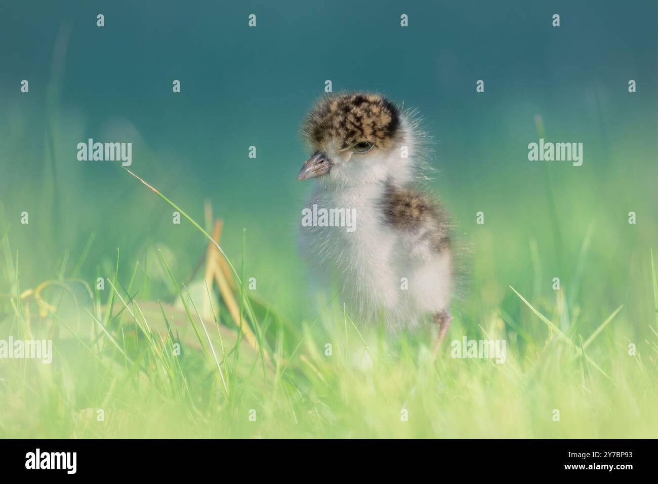 Close-up portrait of a wild masked lapwing chick (Vanellus miles) in ...