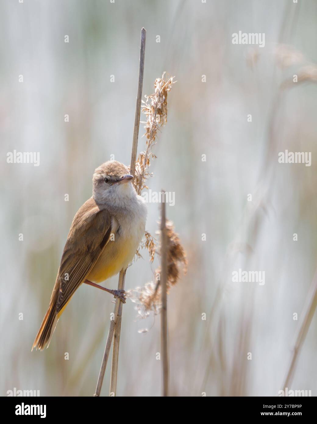 Small bird perched bird in reed in spring. The great reed warbler ...