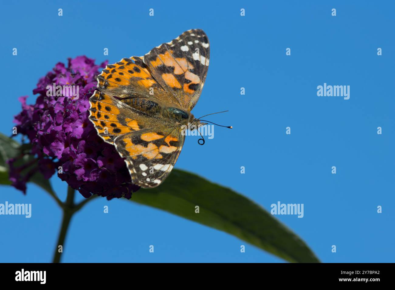 Painted Lady Butterfly Coiled Proboscis Stock Photo - Alamy
