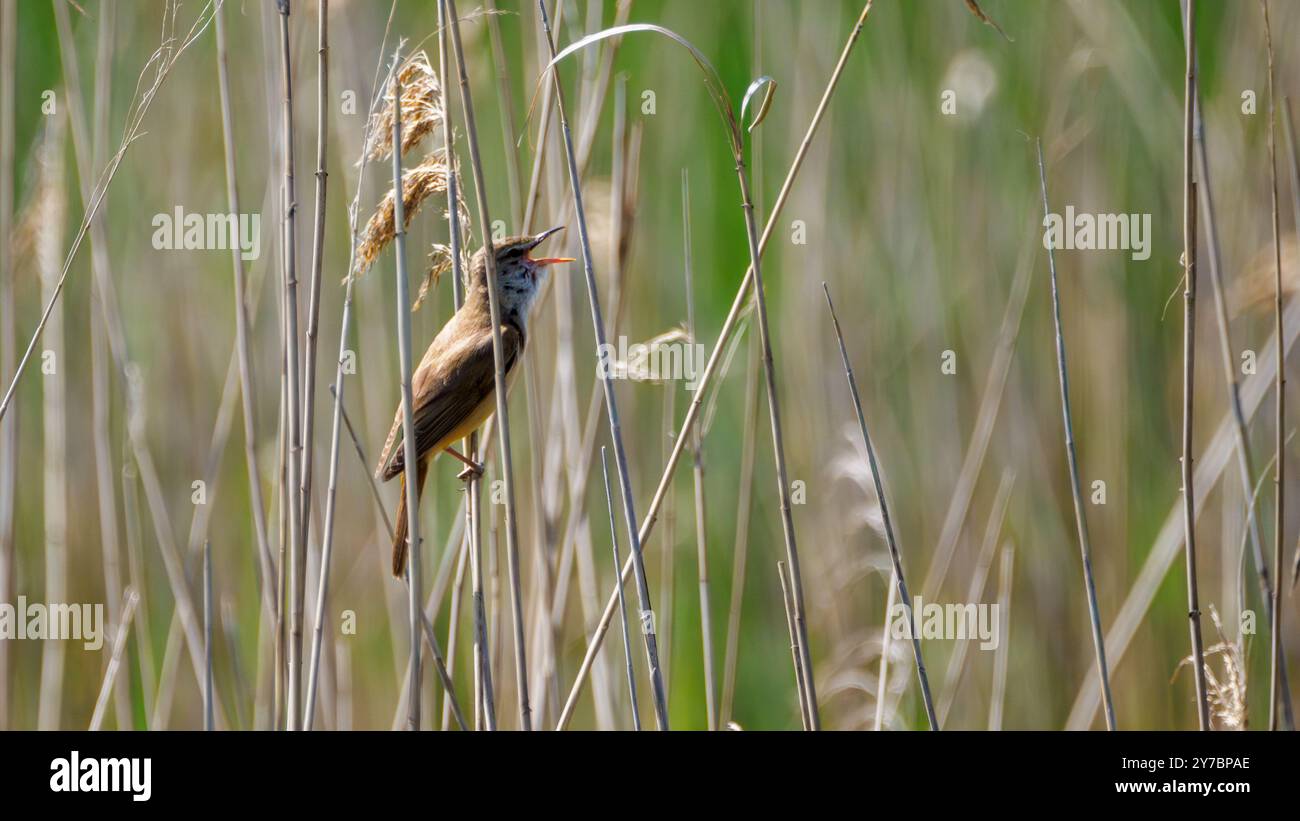 Small singing bird perched bird in reed in spring. The great reed ...