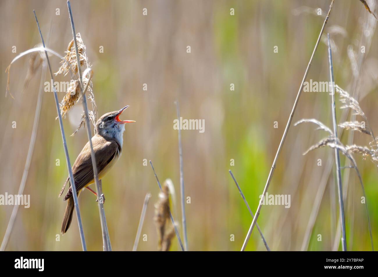 Small singing bird perched bird in reed in spring. The great reed ...