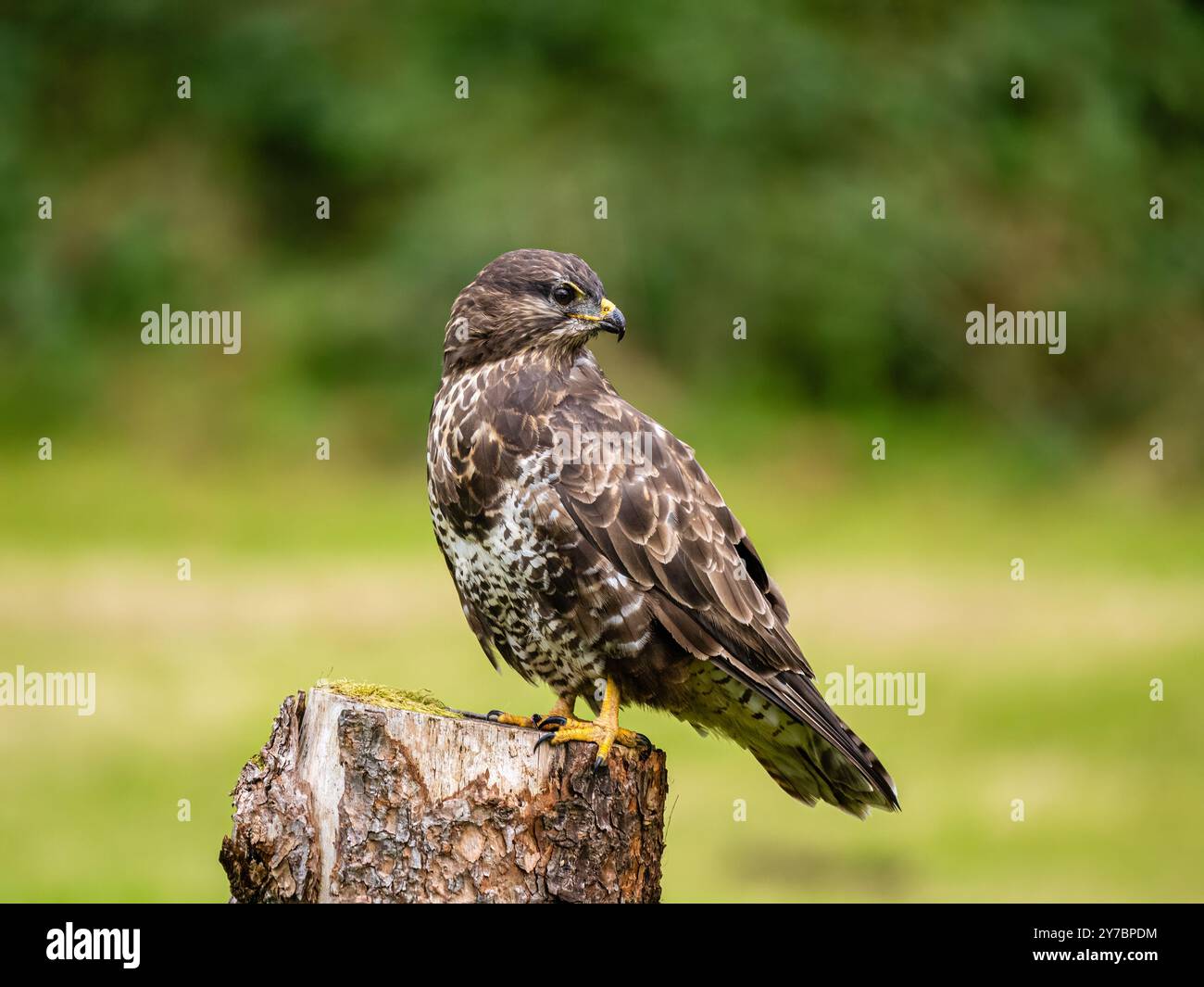Common buzzard in autumn in mid Wales Stock Photo - Alamy