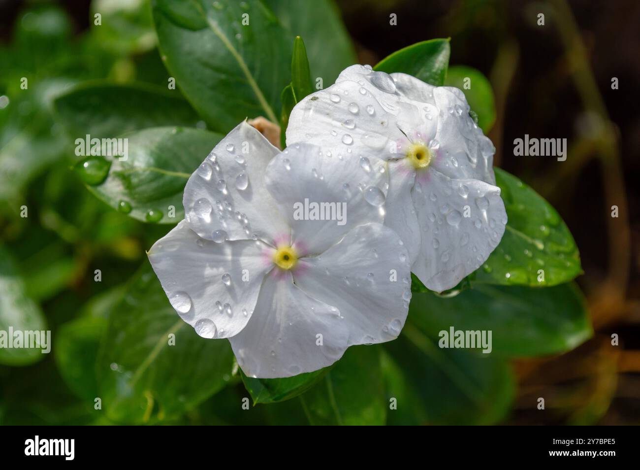 White periwinkle flowers with water drops in the garden after raining ...