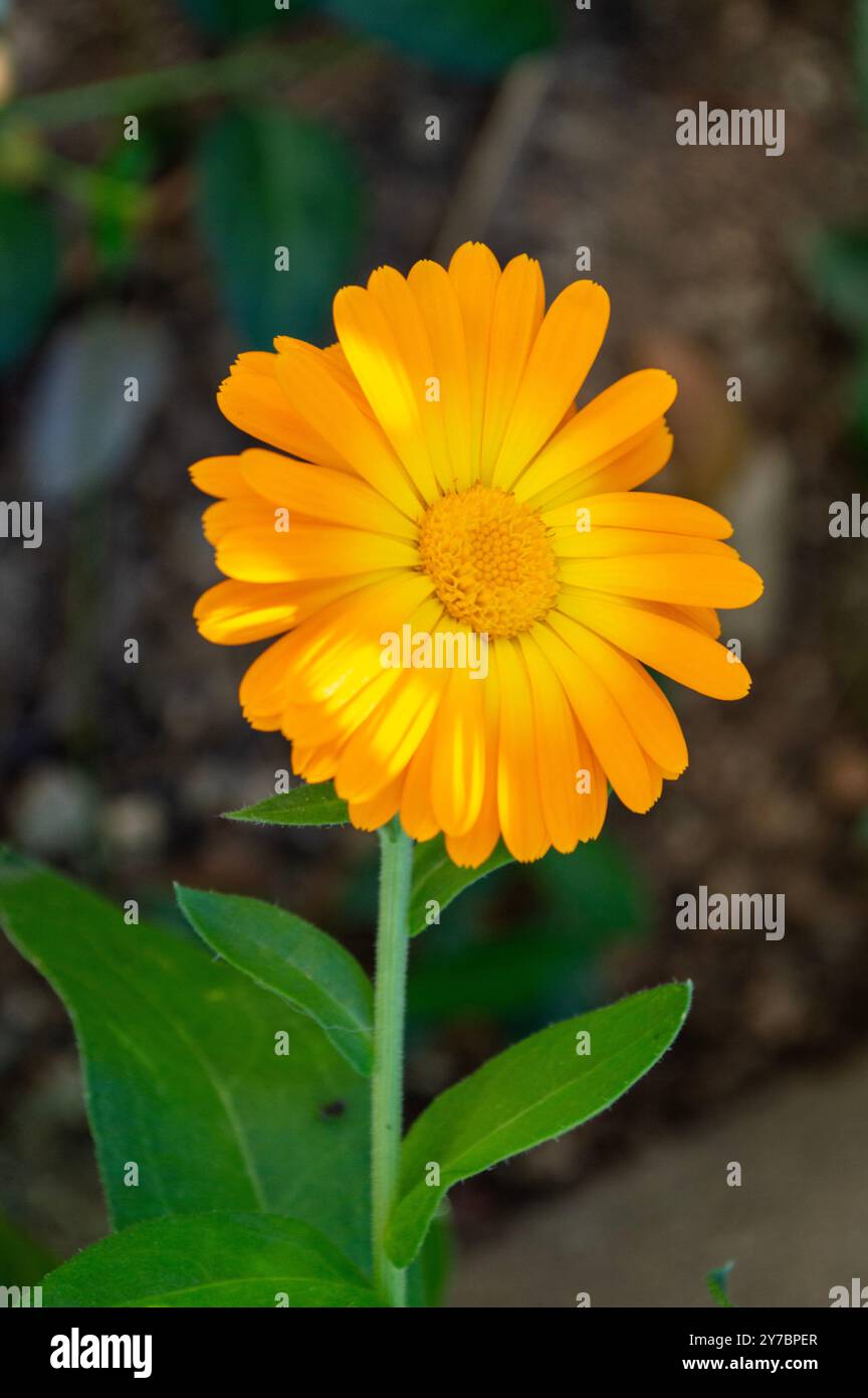 Flores de colores naranja hi-res stock photography and images - Alamy