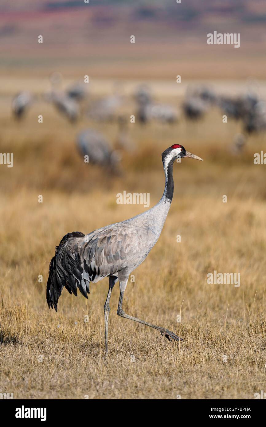 Crane walking at Gallocanta, Aragon, Spain Stock Photo - Alamy