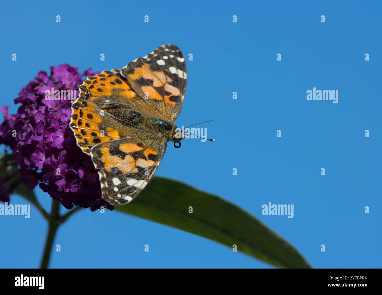 Painted Lady Butterfly Coiled Proboscis Stock Photo - Alamy