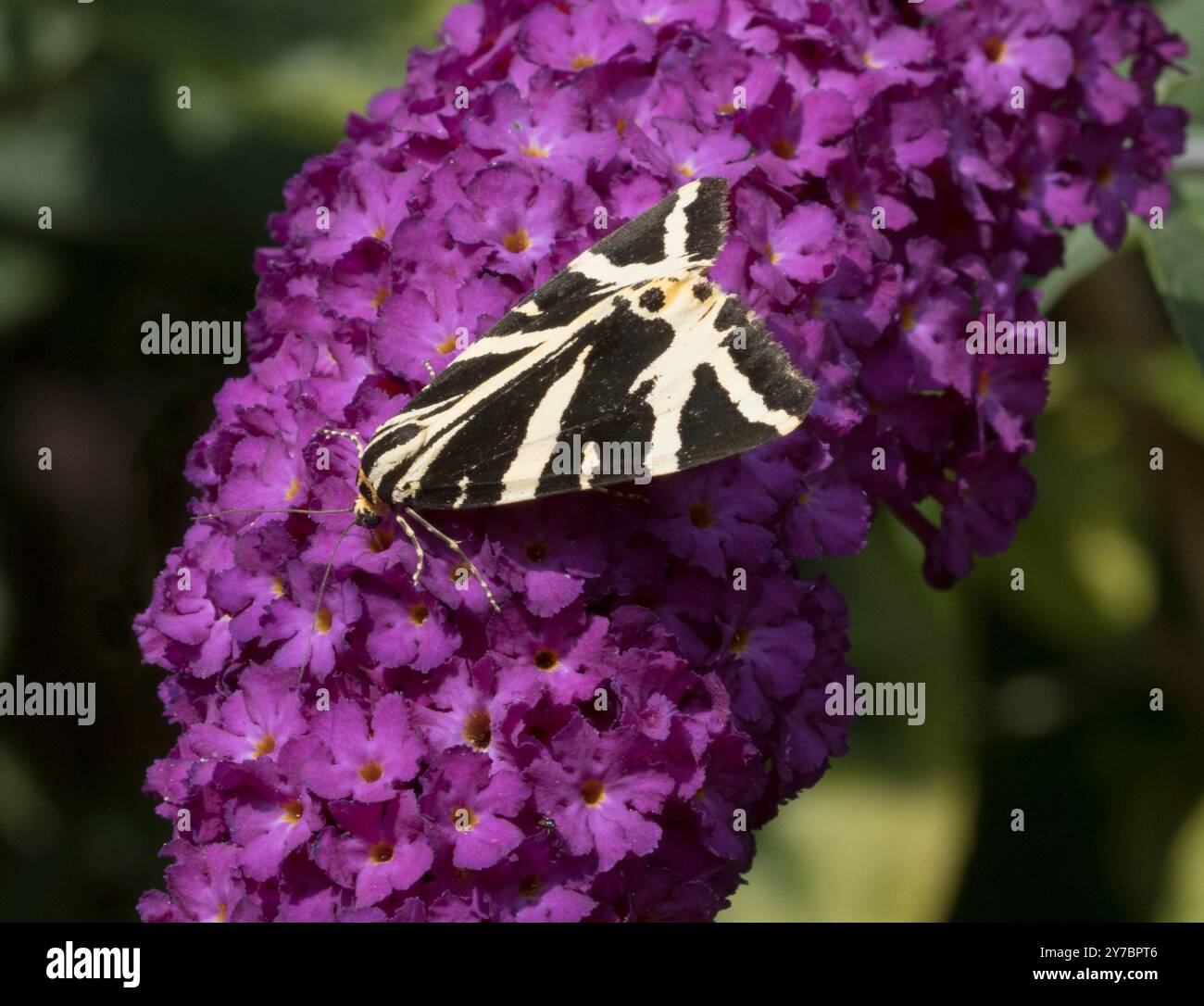 Moth biodiversity forest hi-res stock photography and images - Alamy
