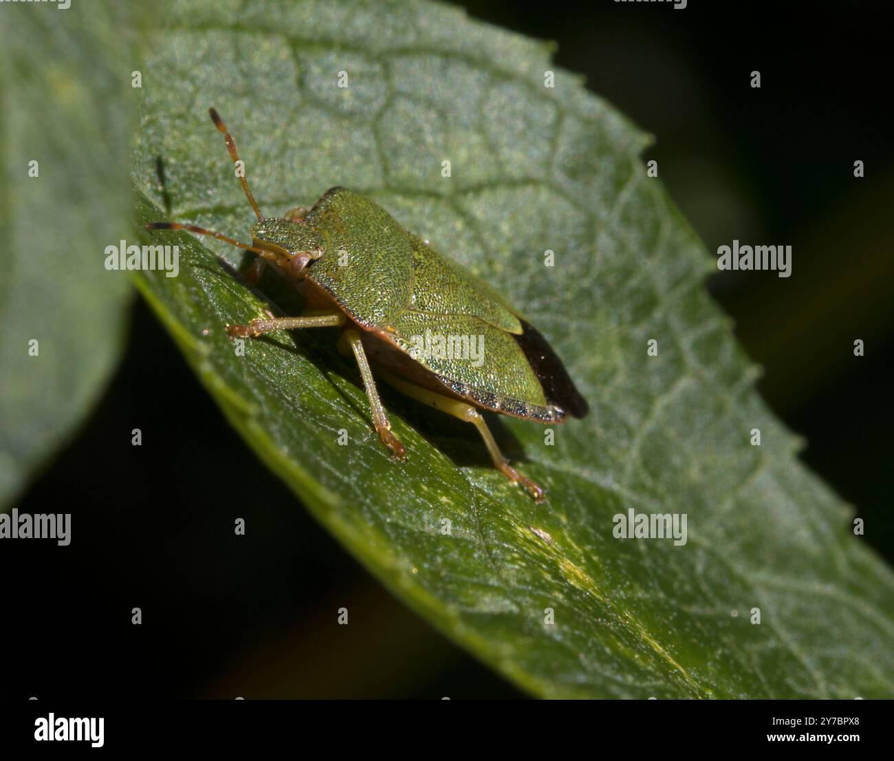 Insect winged england uk english european bug hi-res stock photography ...