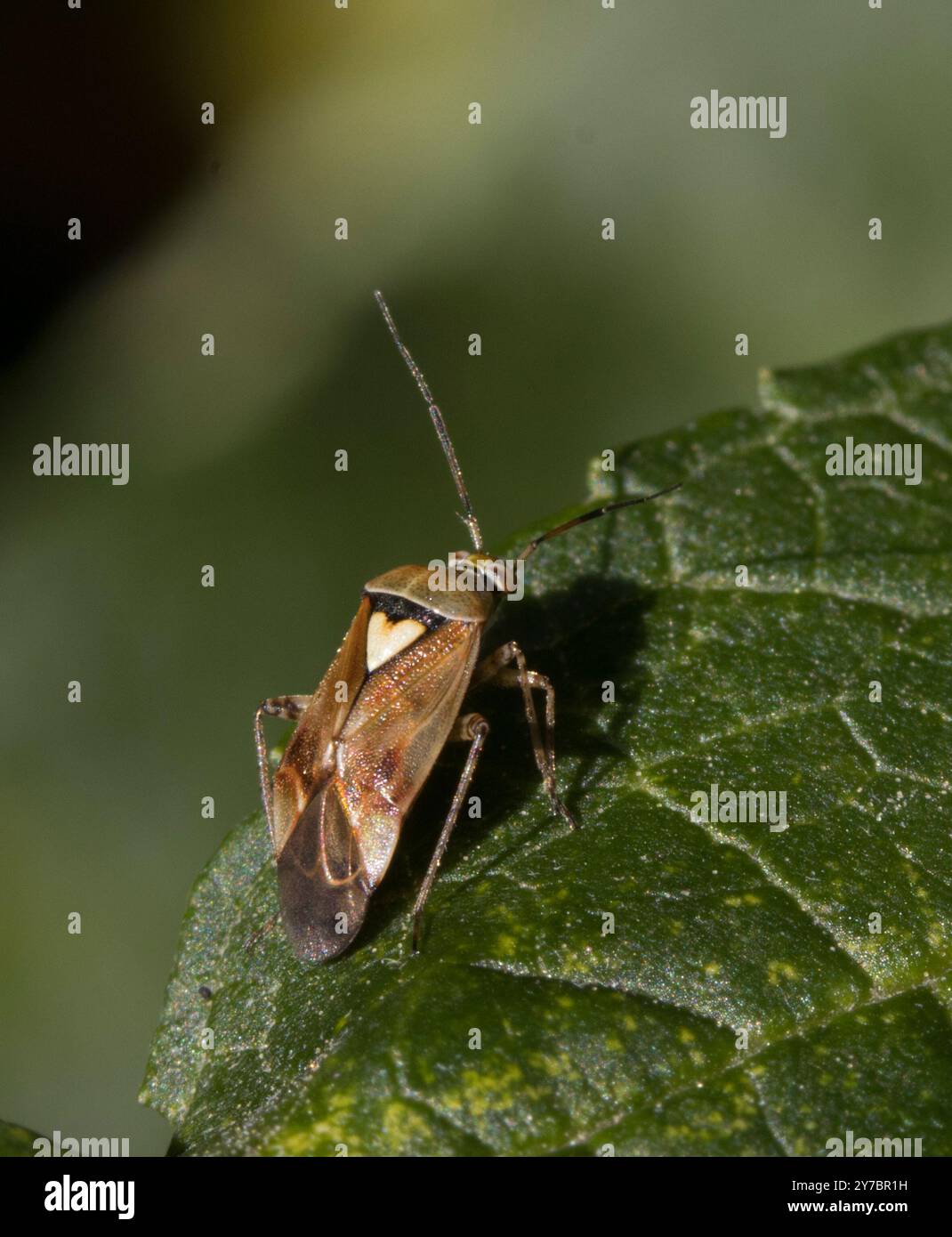 Lygus hi-res stock photography and images - Alamy