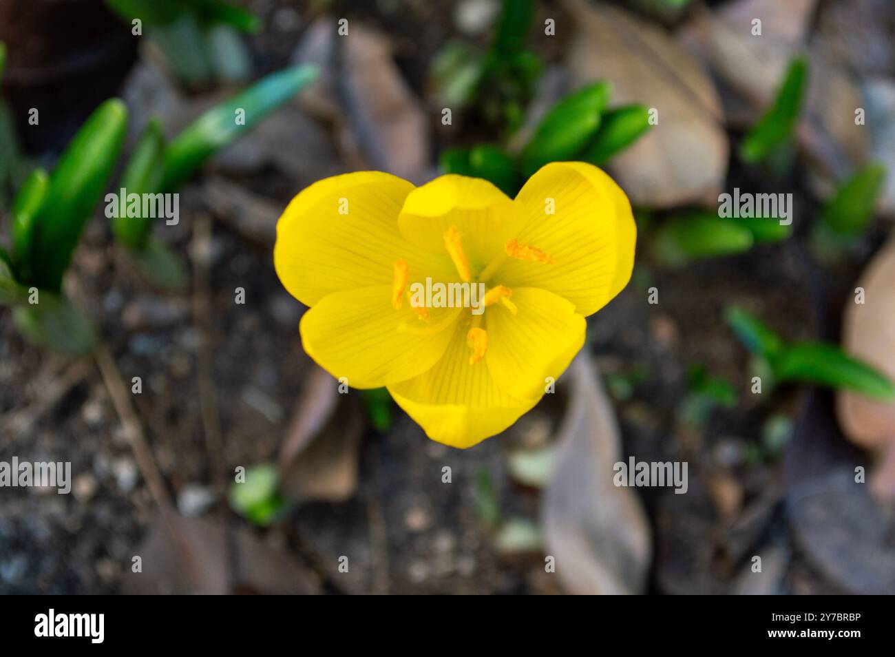 Azuzenita amarilla hi-res stock photography and images - Alamy