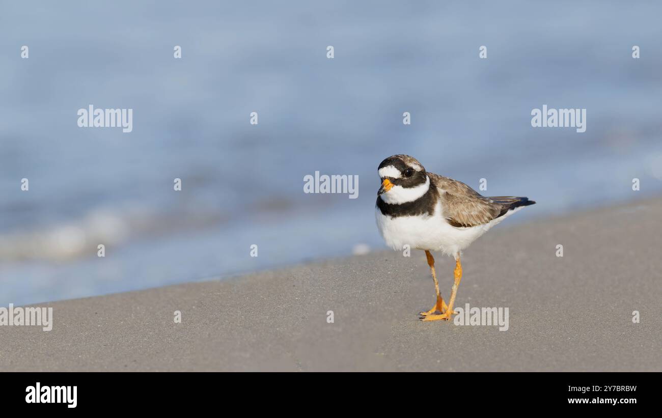 Ringed plover, Charadrius hiaticula walking on the beach Stock Photo ...