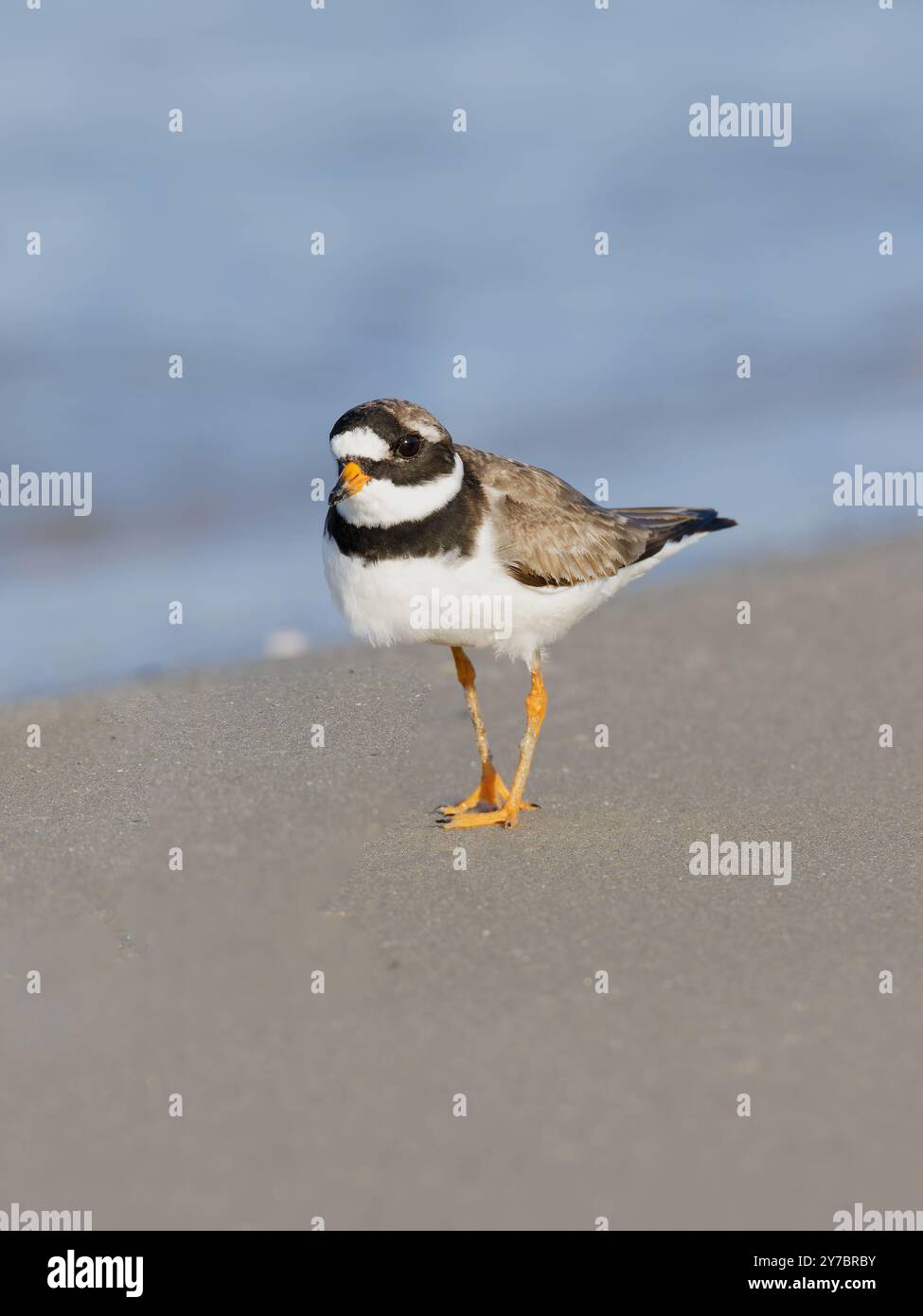 Ringed plover, Charadrius hiaticula walking on the beach Stock Photo ...