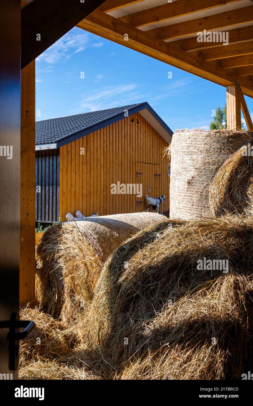 Stacked bales of hay lie in storage in barn. Rural organic nature farm ...