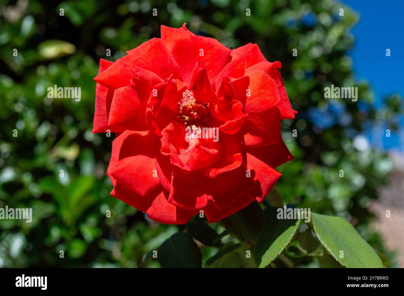 Red rose with intense color in summer Stock Photo - Alamy