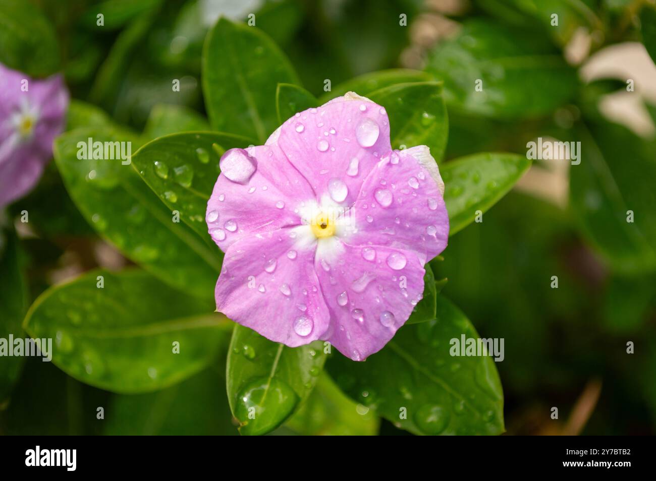 Garden flowers. Pink periwinkle flower Stock Photo - Alamy