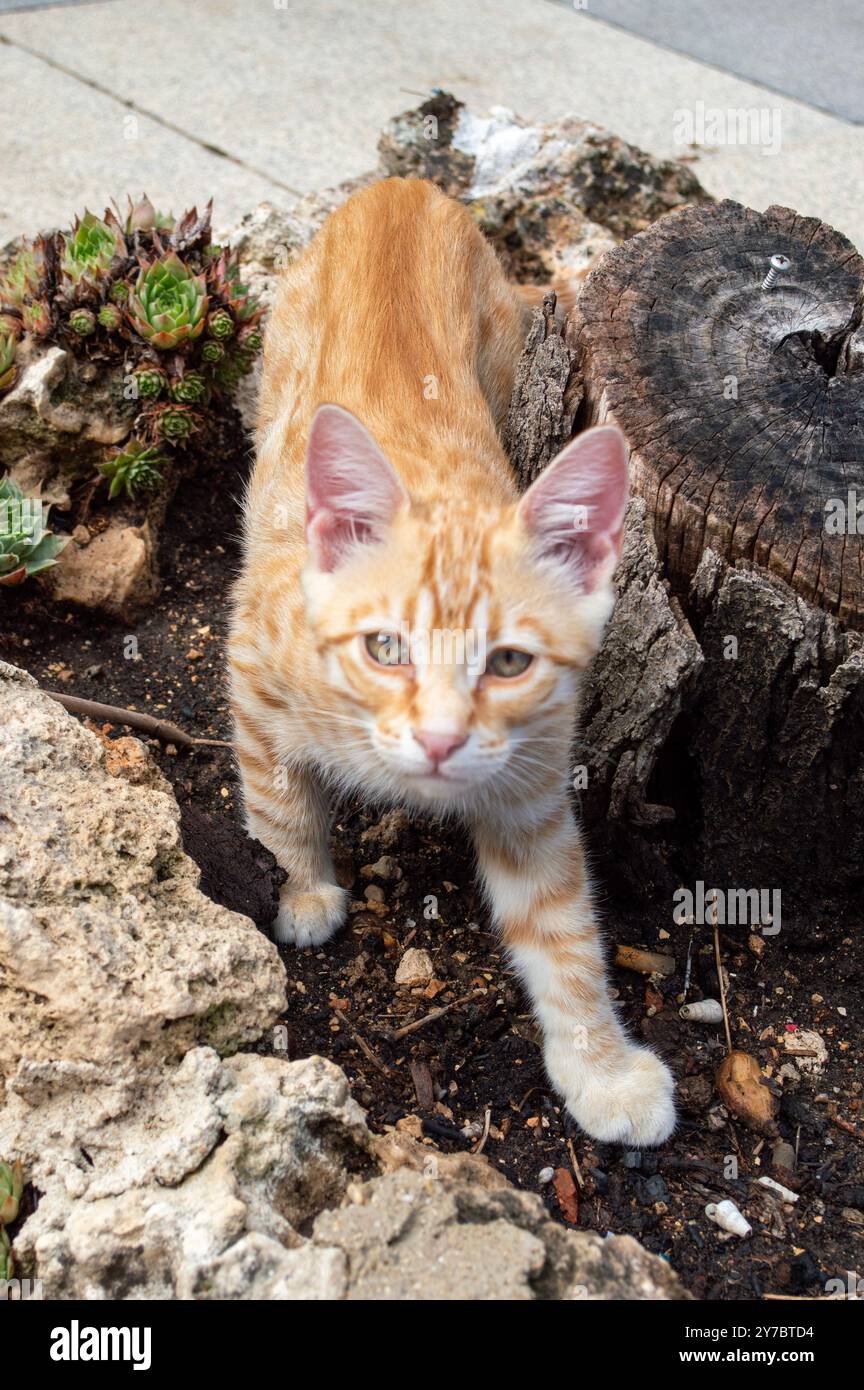 Cachorro atigrado hi-res stock photography and images - Alamy