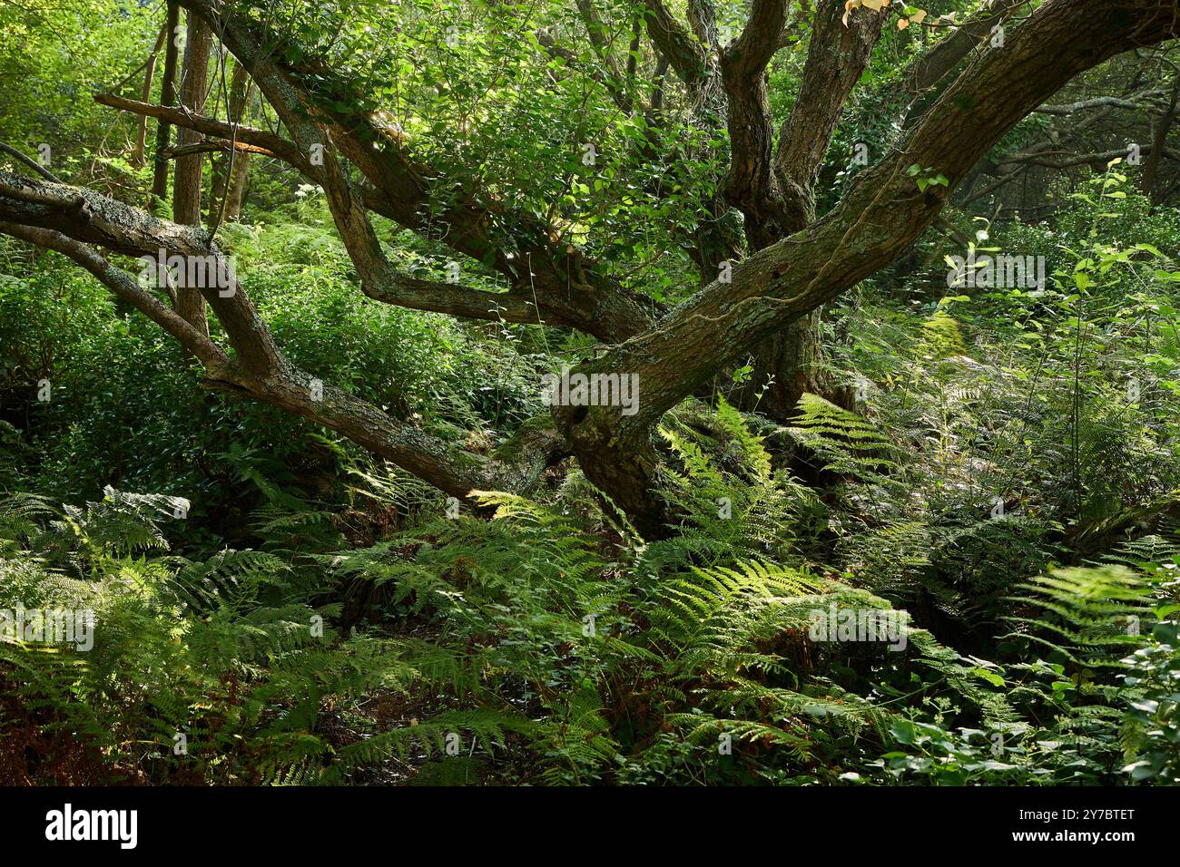 A gnarled and twisted tree in green woodland at Lundy Wood, a rare ...