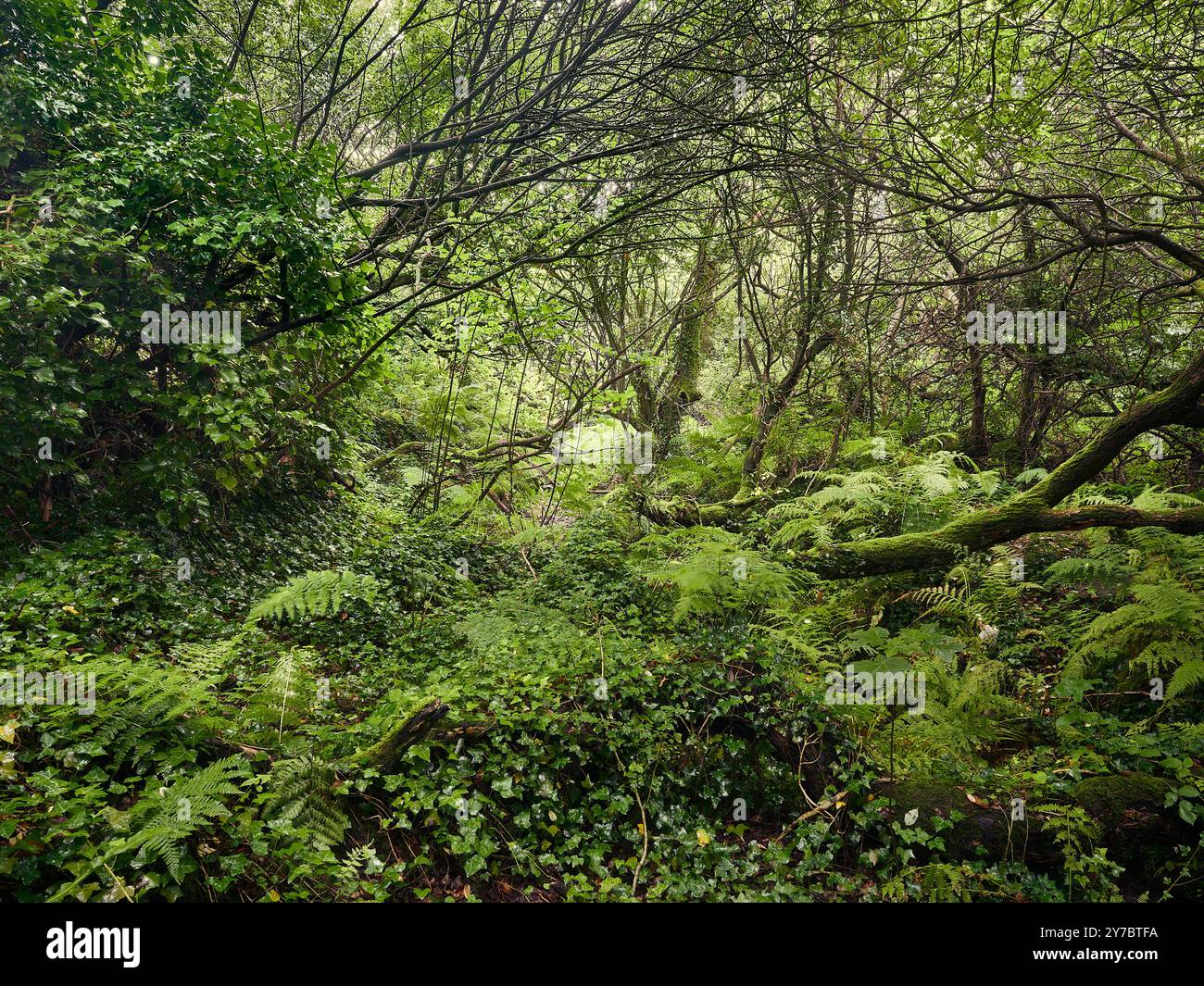Green woodland with mossy branches and ferns at Lundy Wood, a rare ...
