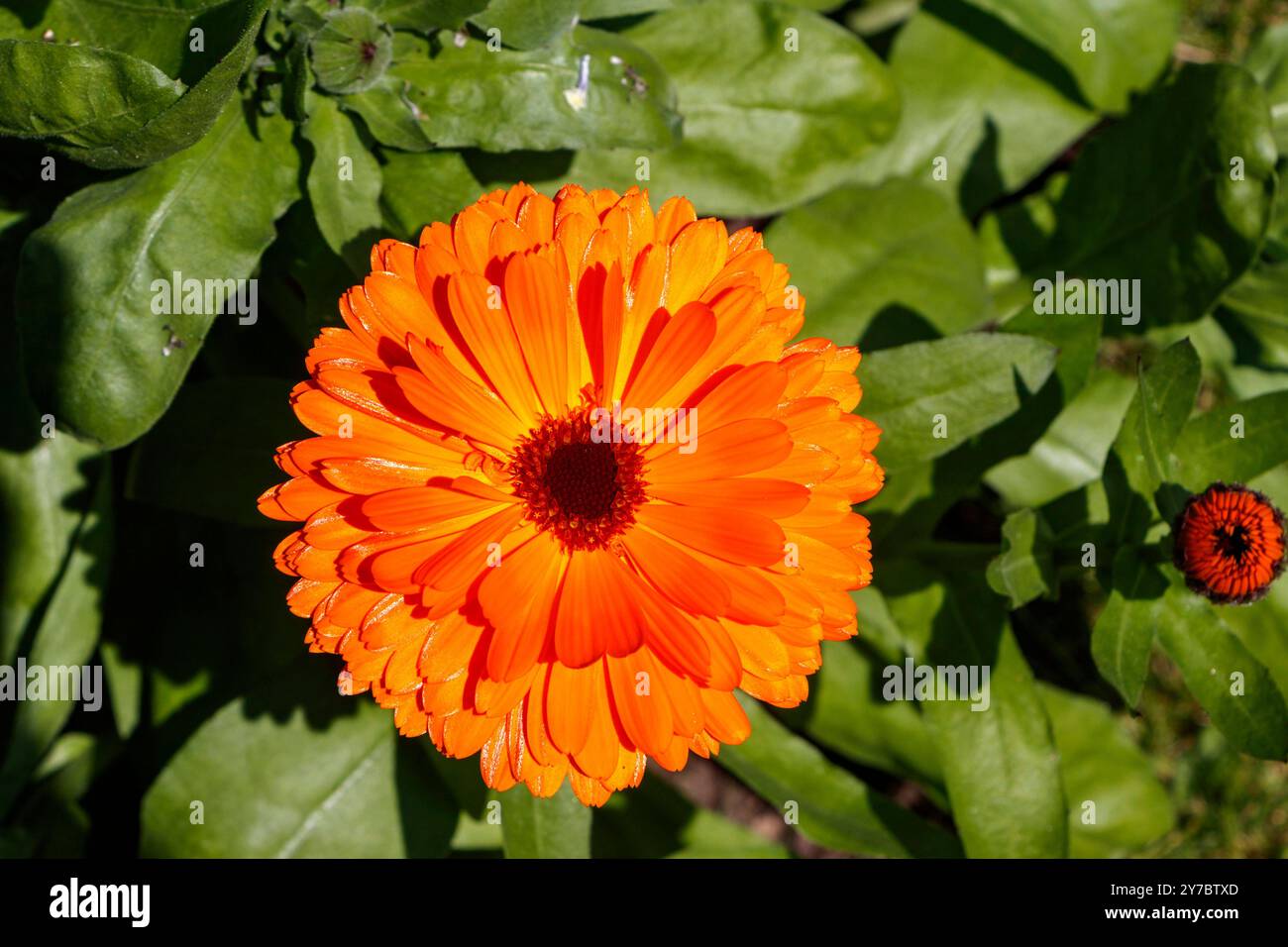 Close up orange marigold flower hi-res stock photography and images - Alamy