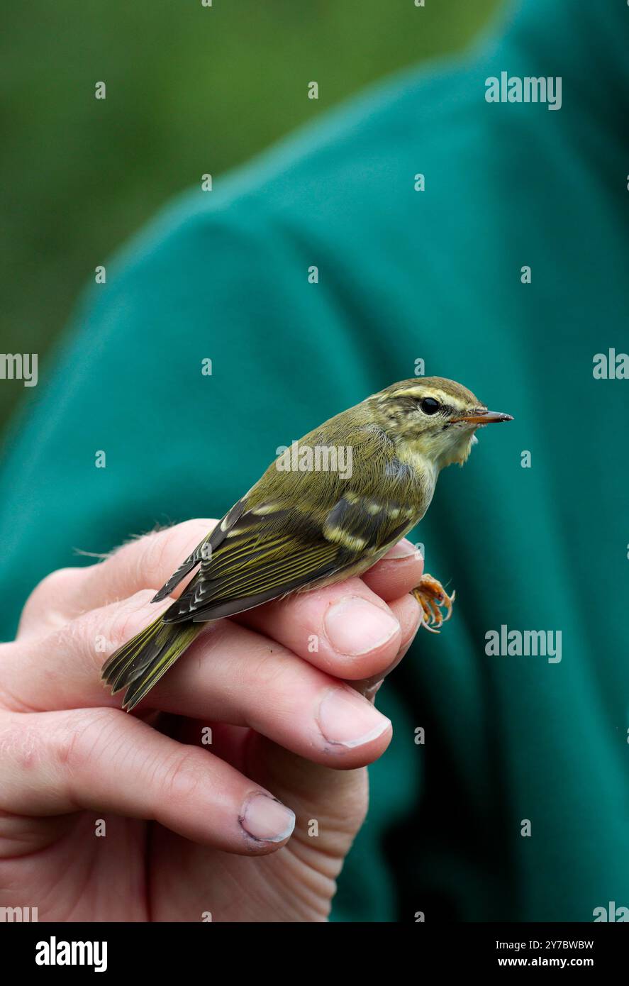 Yellow browed warbler Phylloscpus inornatus, trapped by net at Warnham ...