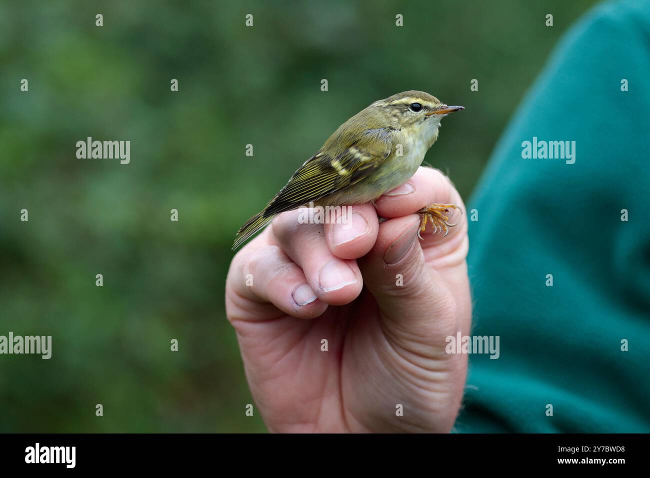 Yellow browed warbler Phylloscpus inornatus, trapped by net at Warnham ...