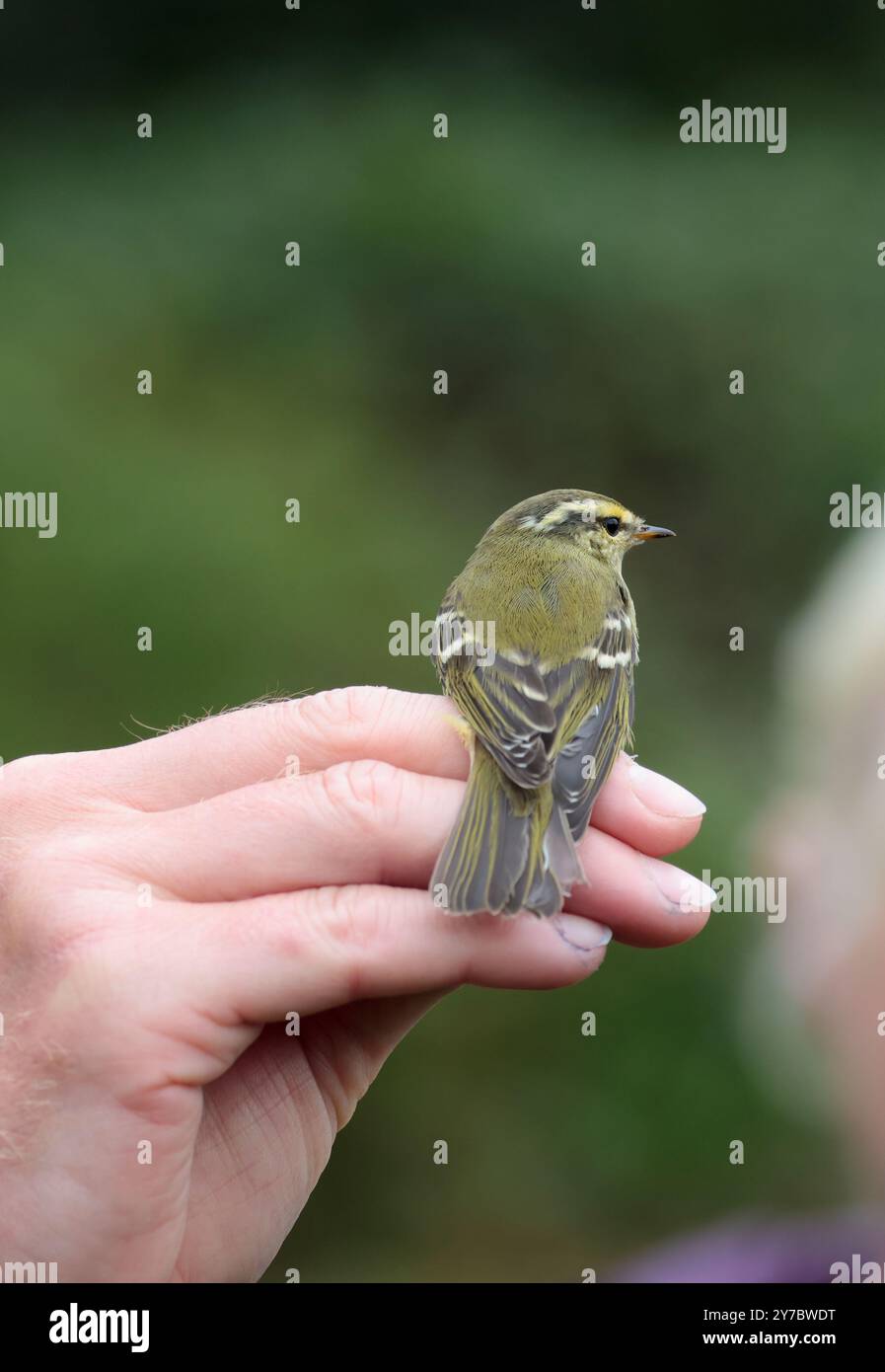 Yellow browed warbler Phylloscpus inornatus, trapped by net at Warnham ...